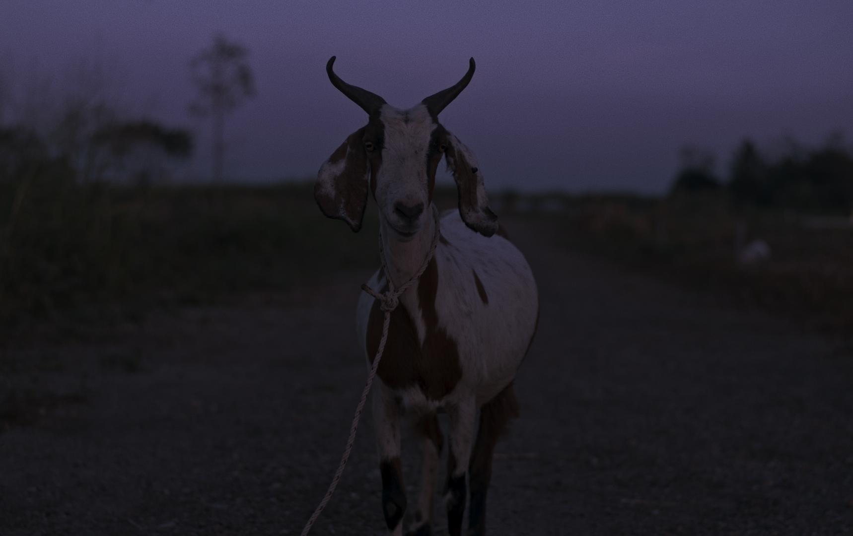 Future Greats 2024: Thaweechok Phasom - ArtReview