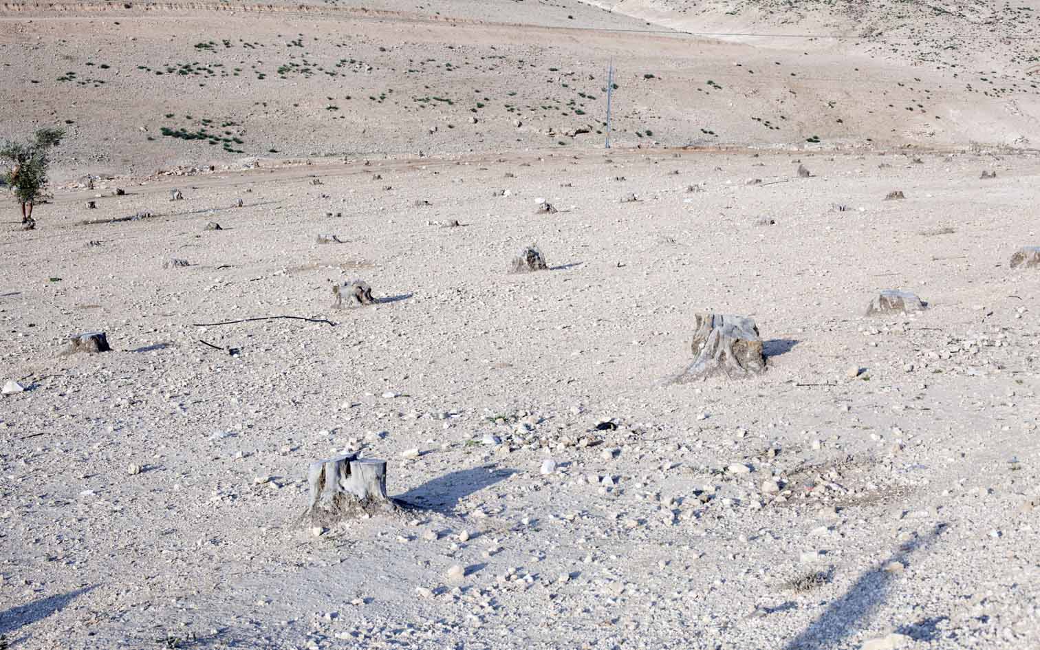 Khaled Jarrar’s Palestinian Plot - ArtReview