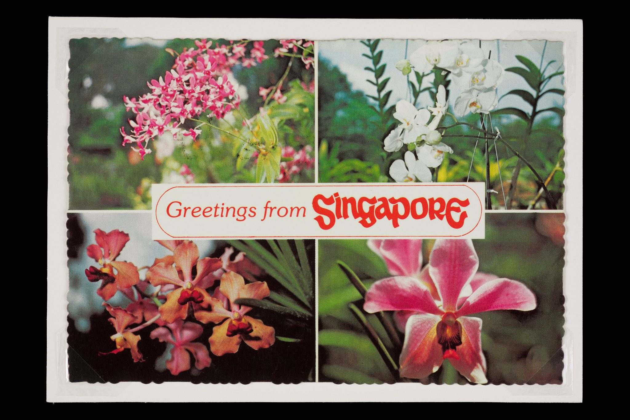How Singapore Made Orchids a Tool of Foreign Policy - ArtReview