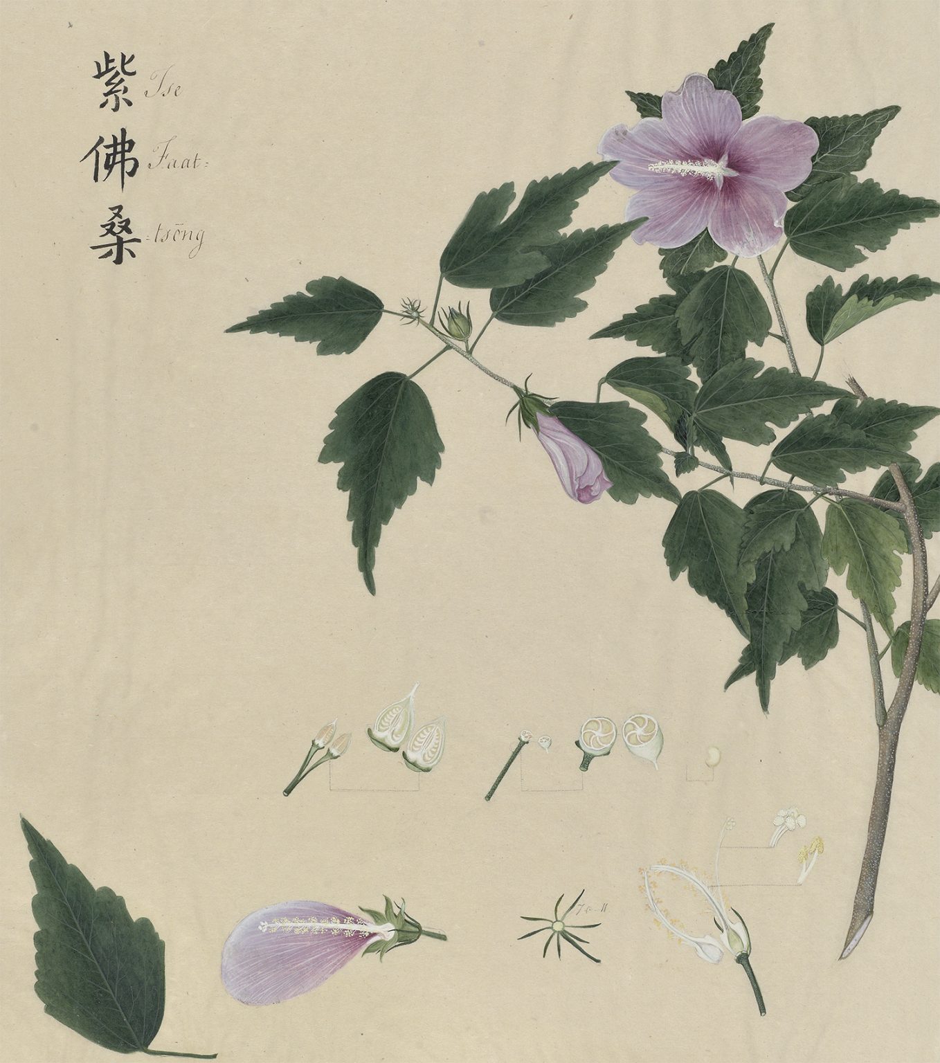A Muddy History of Plant-Hunting - ArtReview